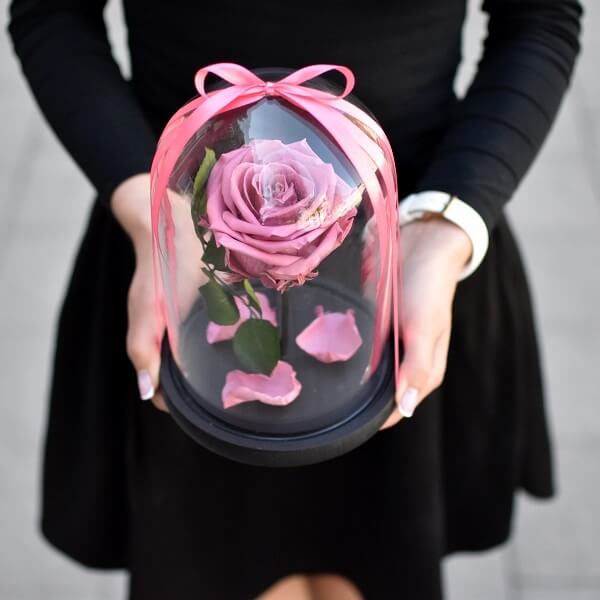 Dark pink medium-sized sleeping rose under the hood | Gintarės gėlės